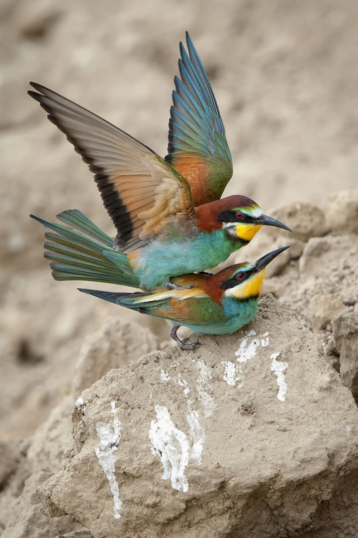 Copula graciosa ;-) Foto & Bild | tiere, wildlife, wild lebende vögel ...