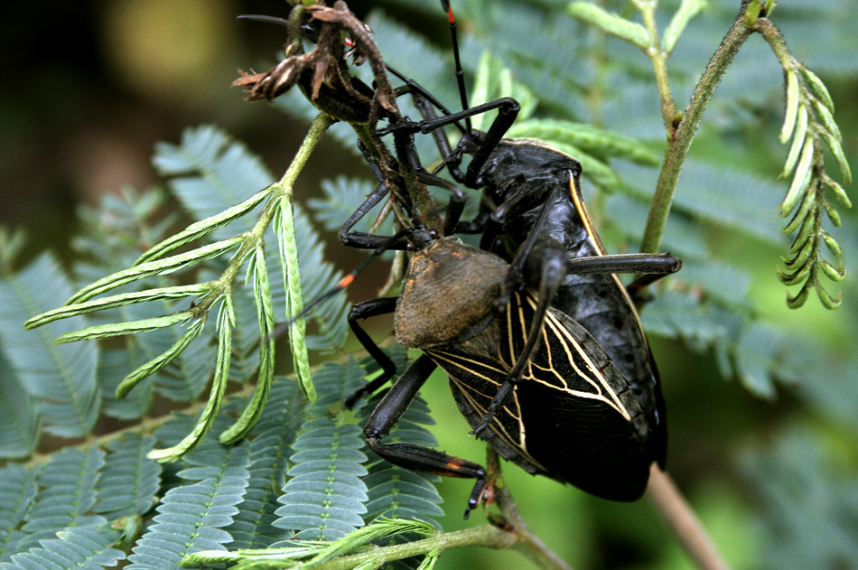 Copulación Imagen & Foto | animales, invertebrados , naturaleza Fotos ...