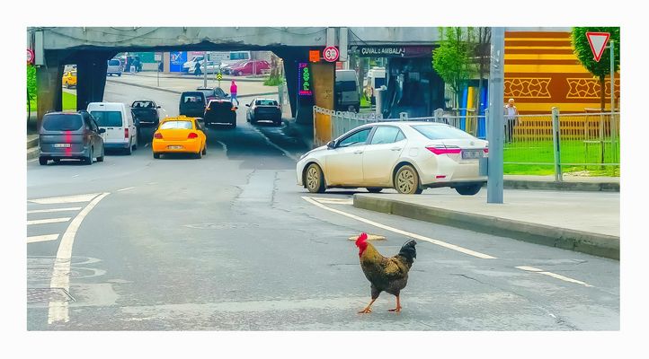 Basse-cour et élevage Images & Photos