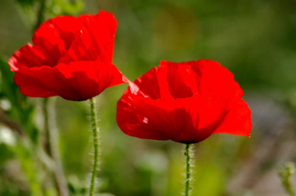 COQUELICO photo et image | fleurs, nature Images fotocommunity