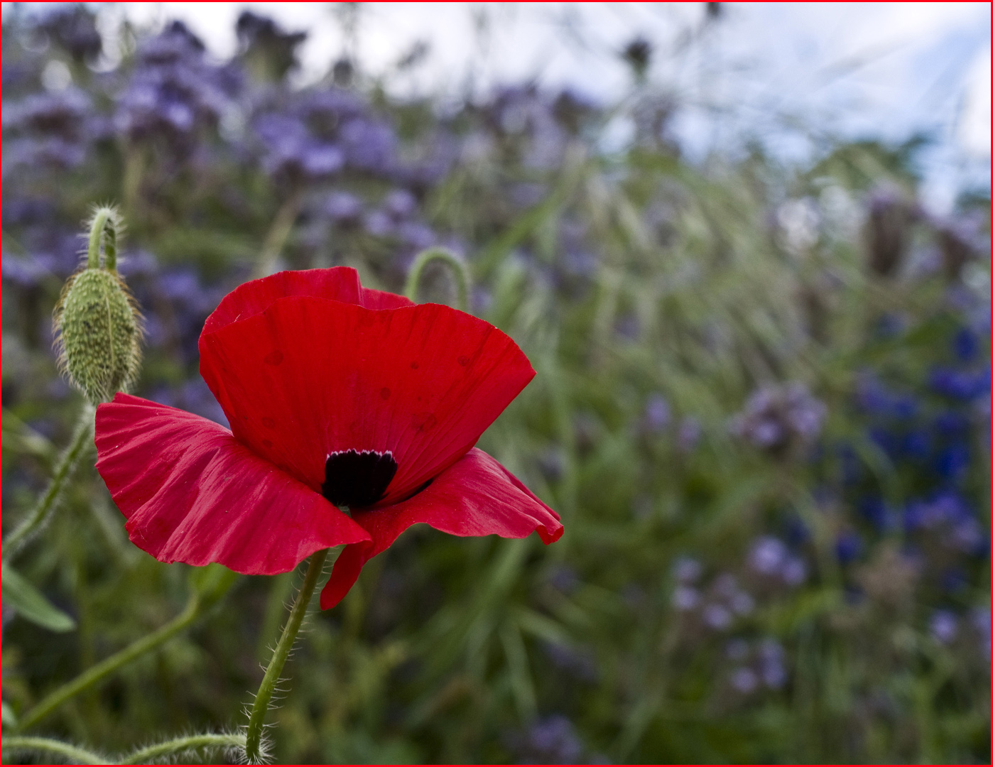 Coquelicot photo et image | les saisons, printemps, fleurs Images ...