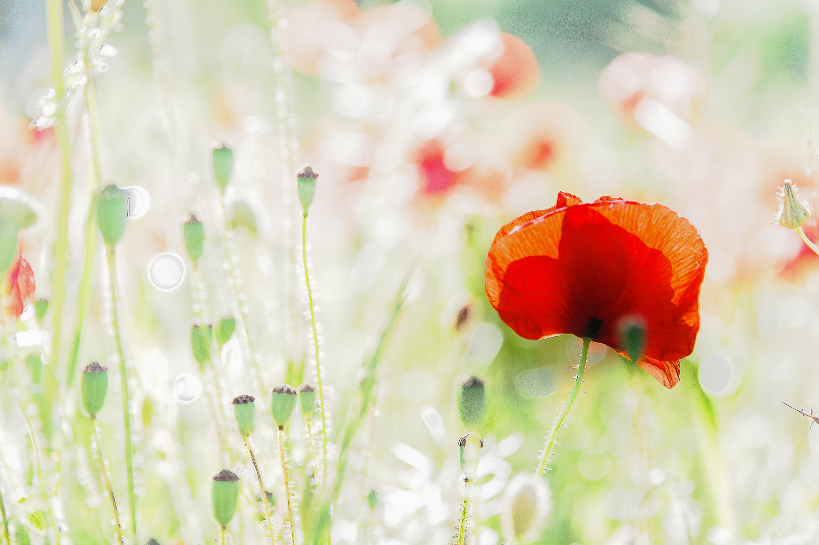 Coquelicot photo et image | fleurs, nature Images fotocommunity