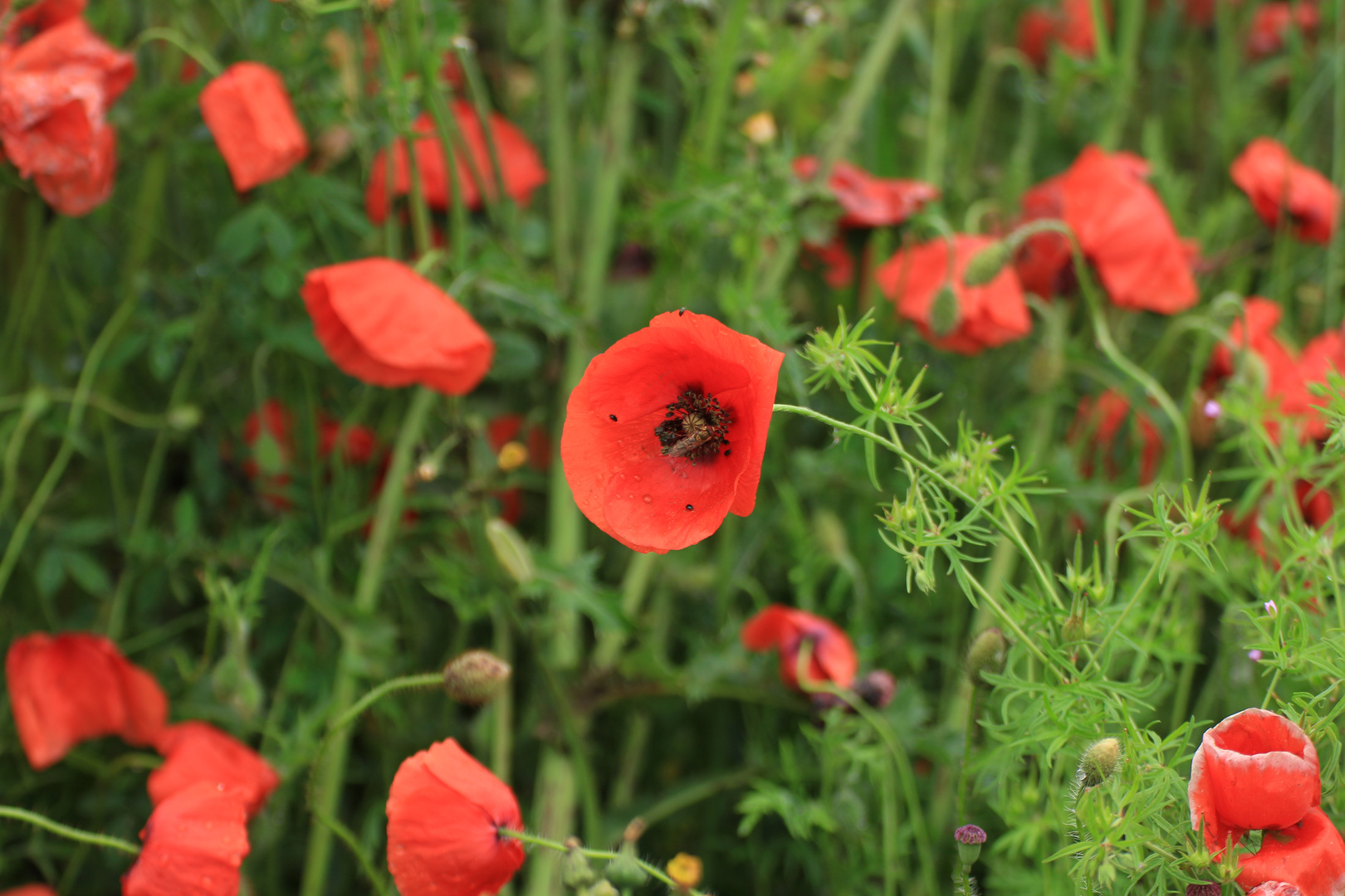 Coquelicot photo et image | nature, fleurs, photos Images fotocommunity