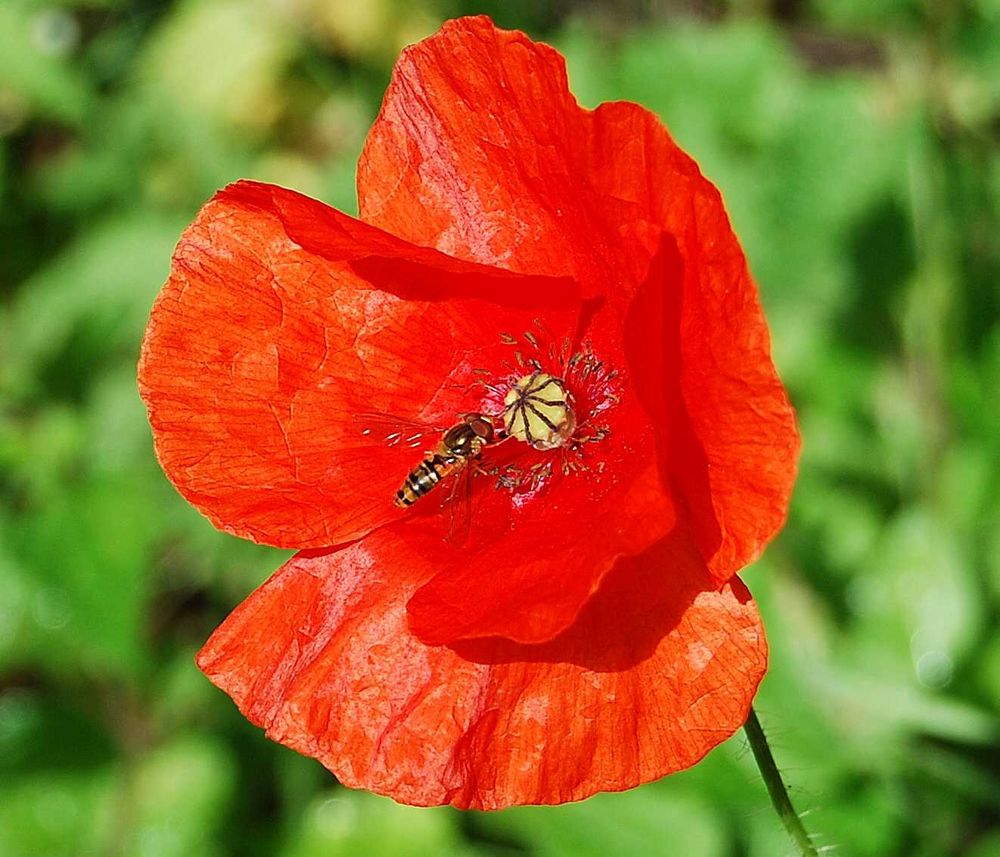 coquelicot photo et image | fleurs, nature Images fotocommunity
