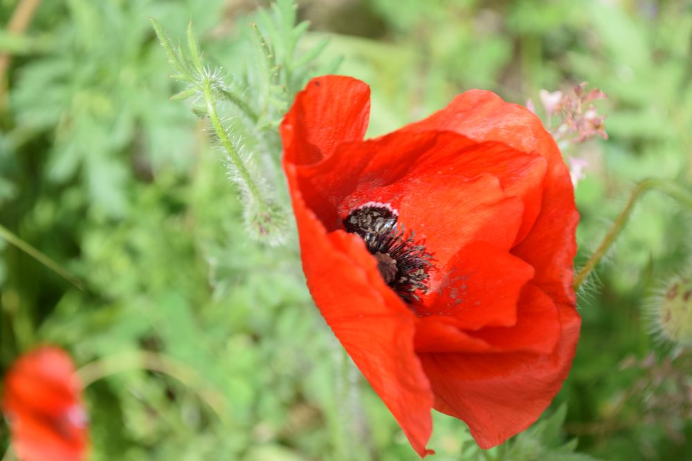 coquelicot photo et image | fleurs, 04 05 2018, nature Images fotocommunity