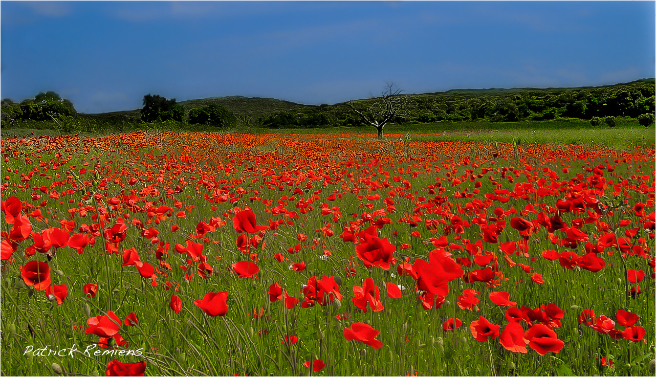 coquelicots photo et image | paysages, paysages de campagne, nature ...