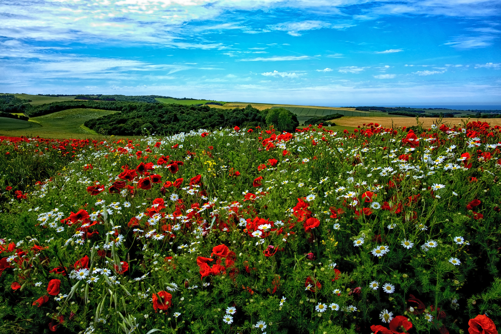 Coquelicots en pagaille photo et image | paysages, paysages de campagne ...