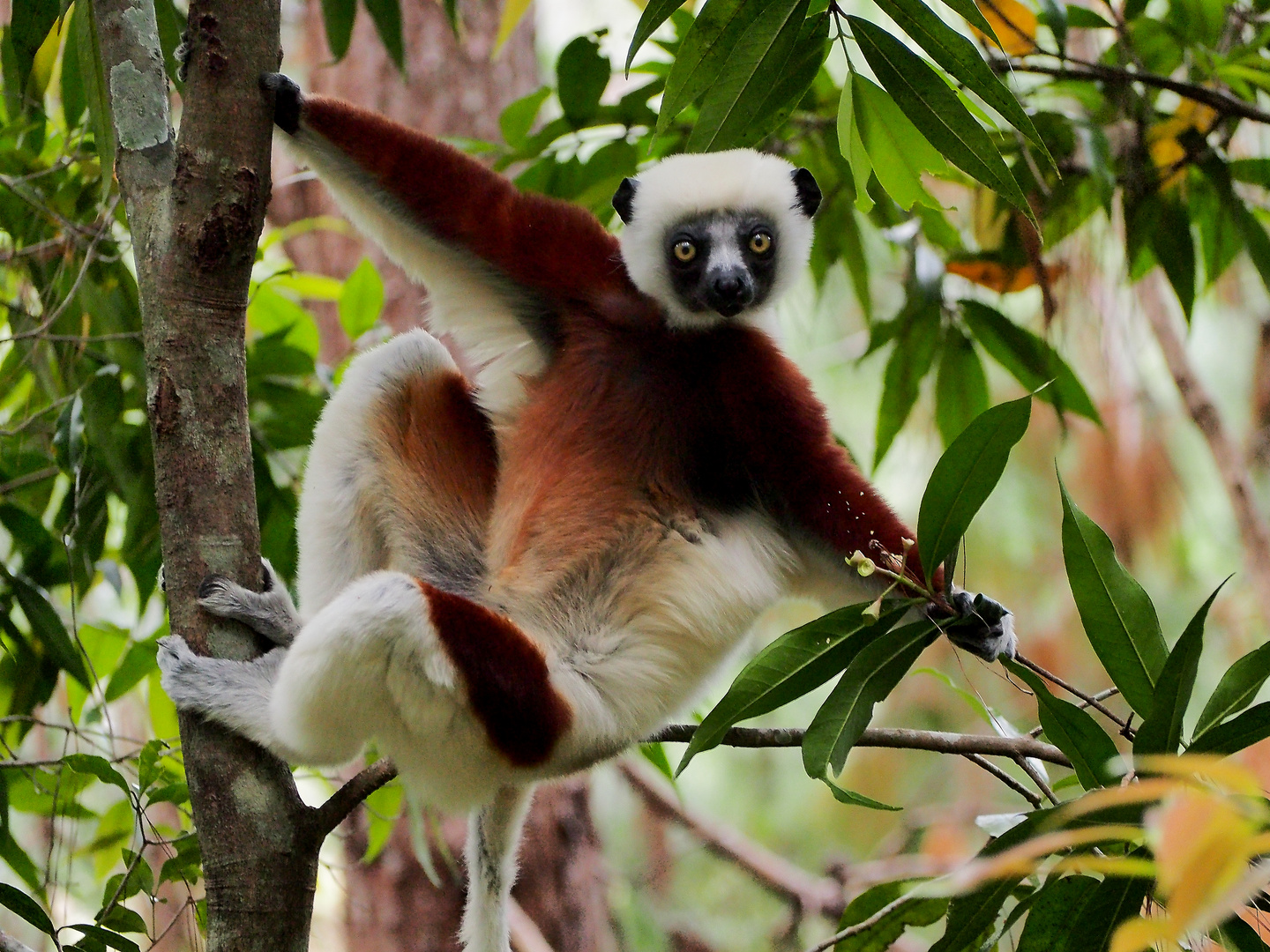 Coquerel-Sifaka Foto & Bild | world, natur, lemuren Bilder auf ...