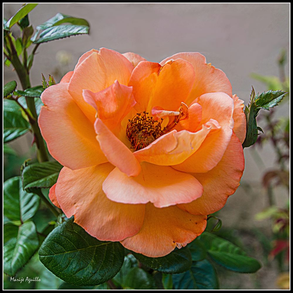 Coqueta Imagen & Foto | naturaleza, flores, plantas Fotos de fotocommunity