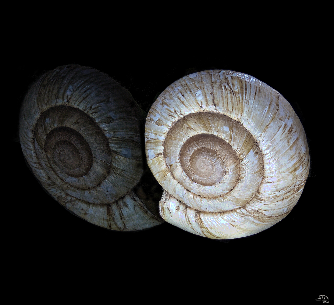 Coquille photo et image | escargot, special, techniques Images ...