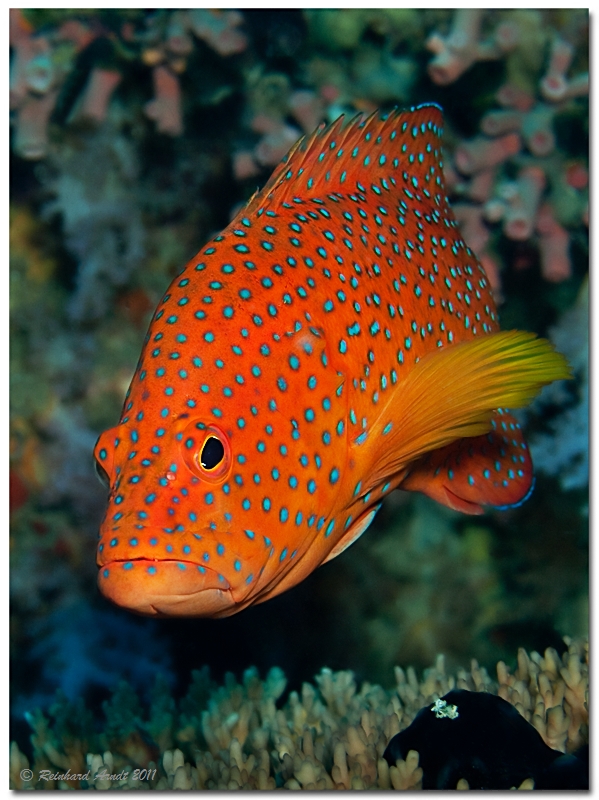 Coral Grouper Foto & Bild | unterwasser, uw-salzwasser, natur-kreativ ...