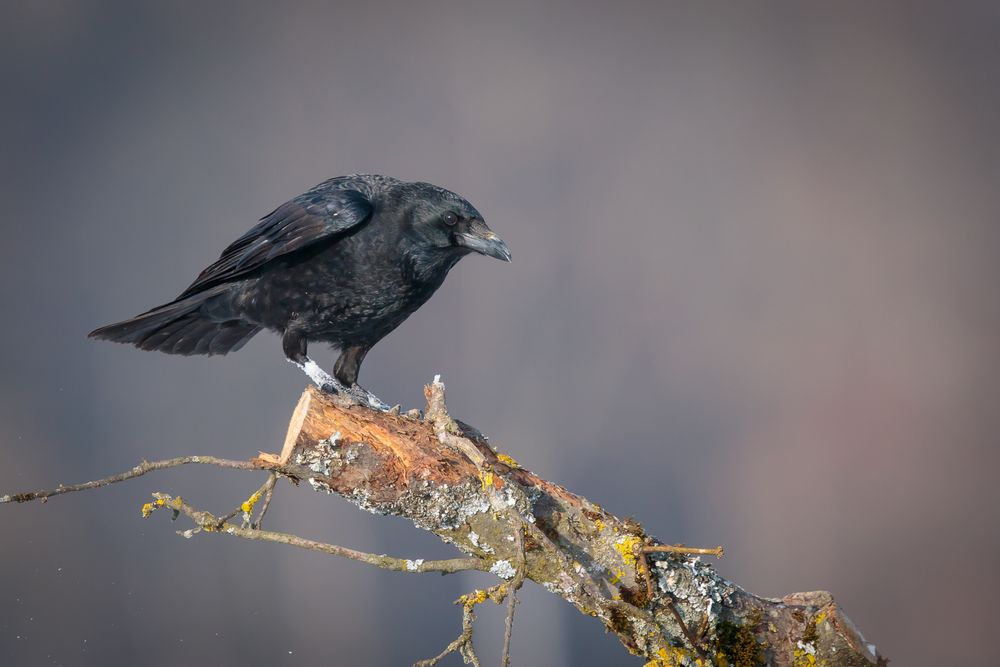 Corbeau photo et image | animaux, animaux sauvages, oiseaux Images ...