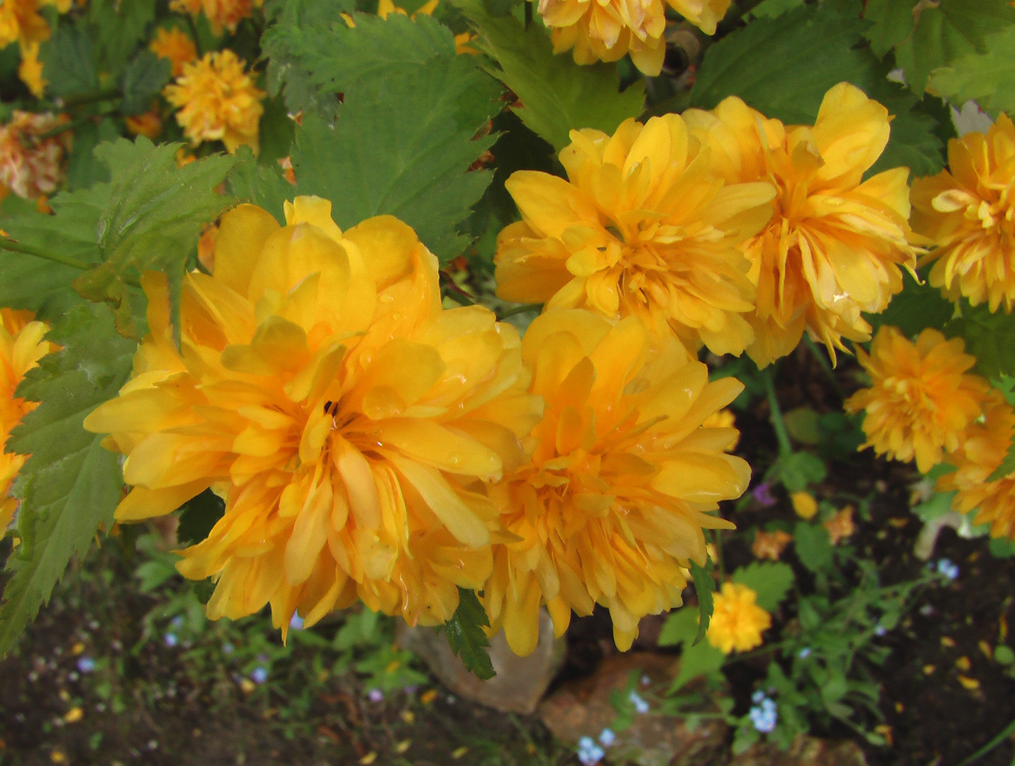 Corette du Japon photo et image | fleurs, nature Images fotocommunity