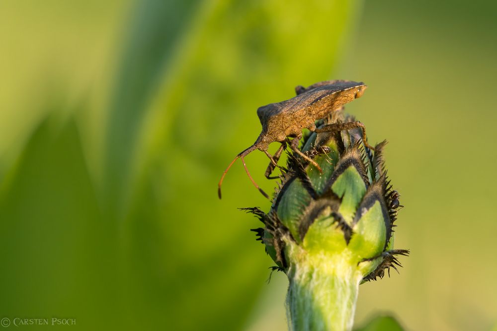 Coreus marginatus (Lederwanze) Foto & Bild | tiere, wildlife, insekten ...