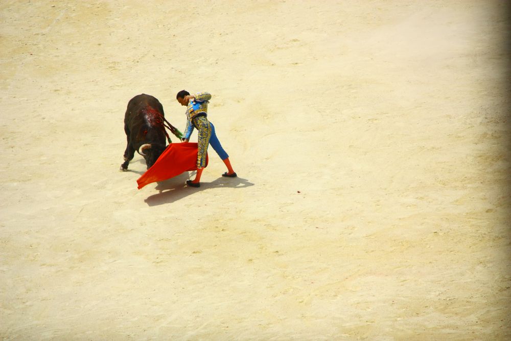 Corida 1 photo et image | animaux, animaux sauvages, bovidés à l'état ...