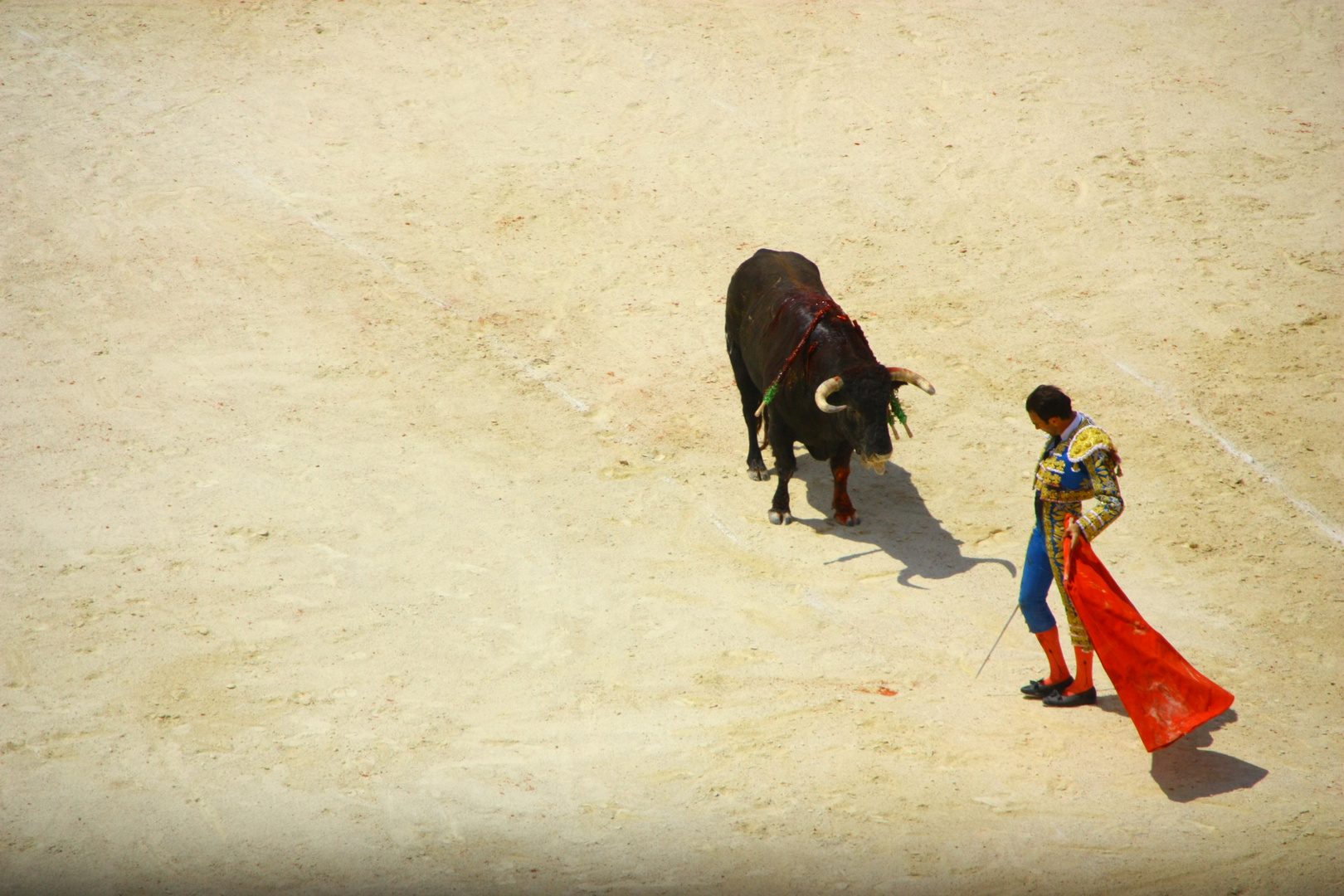 Corida 2 photo et image | animaux, animaux sauvages, bovidés à l'état ...