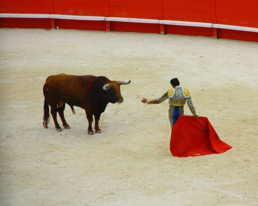 Corida 3 photo et image | animaux, animaux sauvages, bovidés à l'état ...