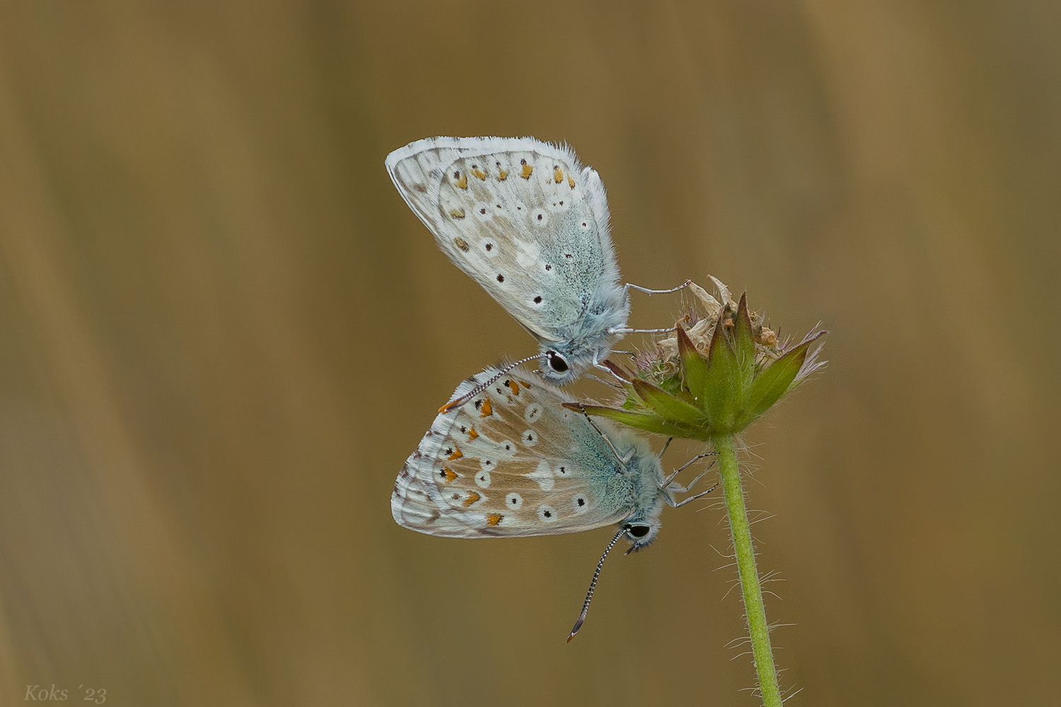 Coridon-Duett Foto & Bild | tiere, wildlife, schmetterlinge Bilder auf ...