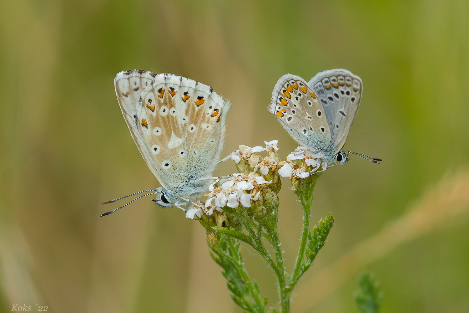 Coridon & Icarus Foto & Bild | tiere, wildlife, schmetterlinge Bilder ...