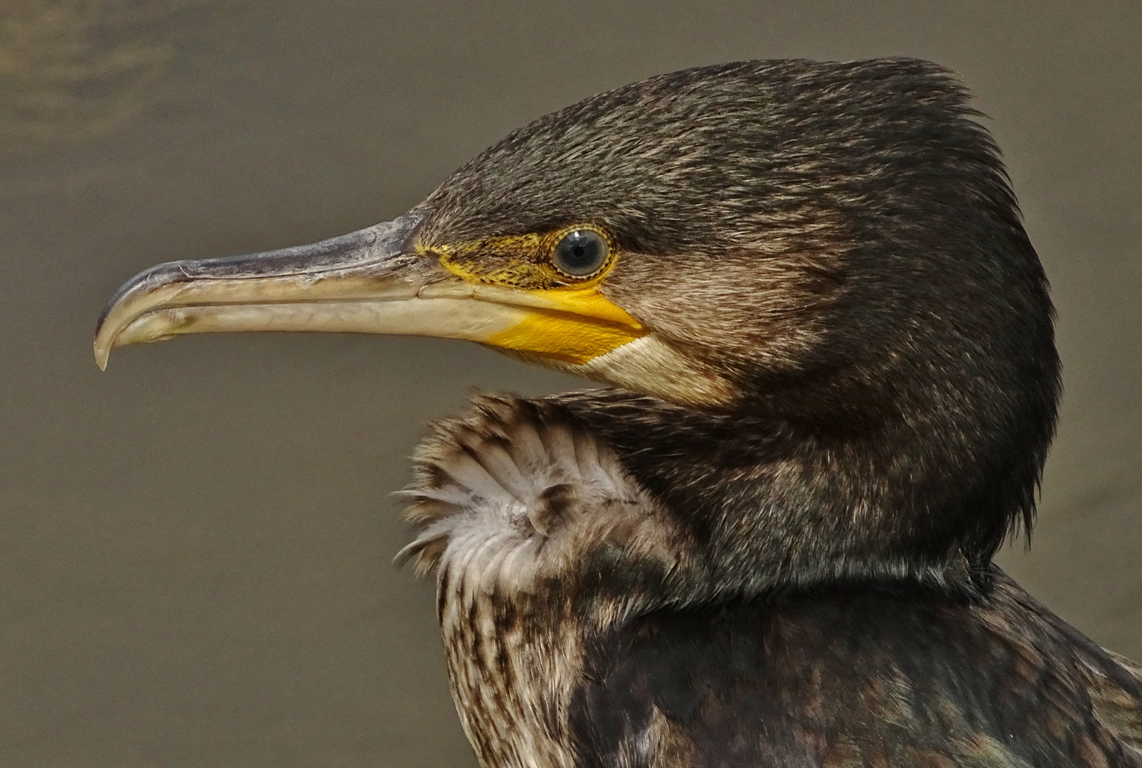 Cormoran photo et image | animaux, animaux sauvages, oiseaux Images ...