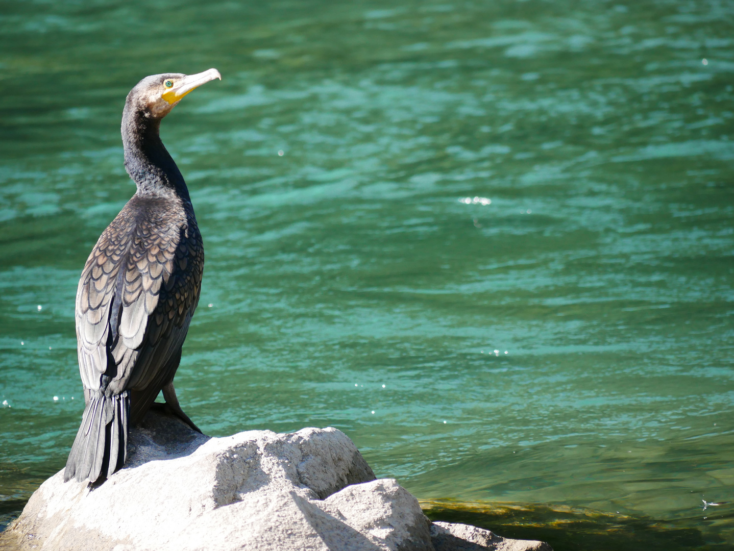 Cormoran Foto & Bild | fotos, natur, vogel Bilder auf fotocommunity