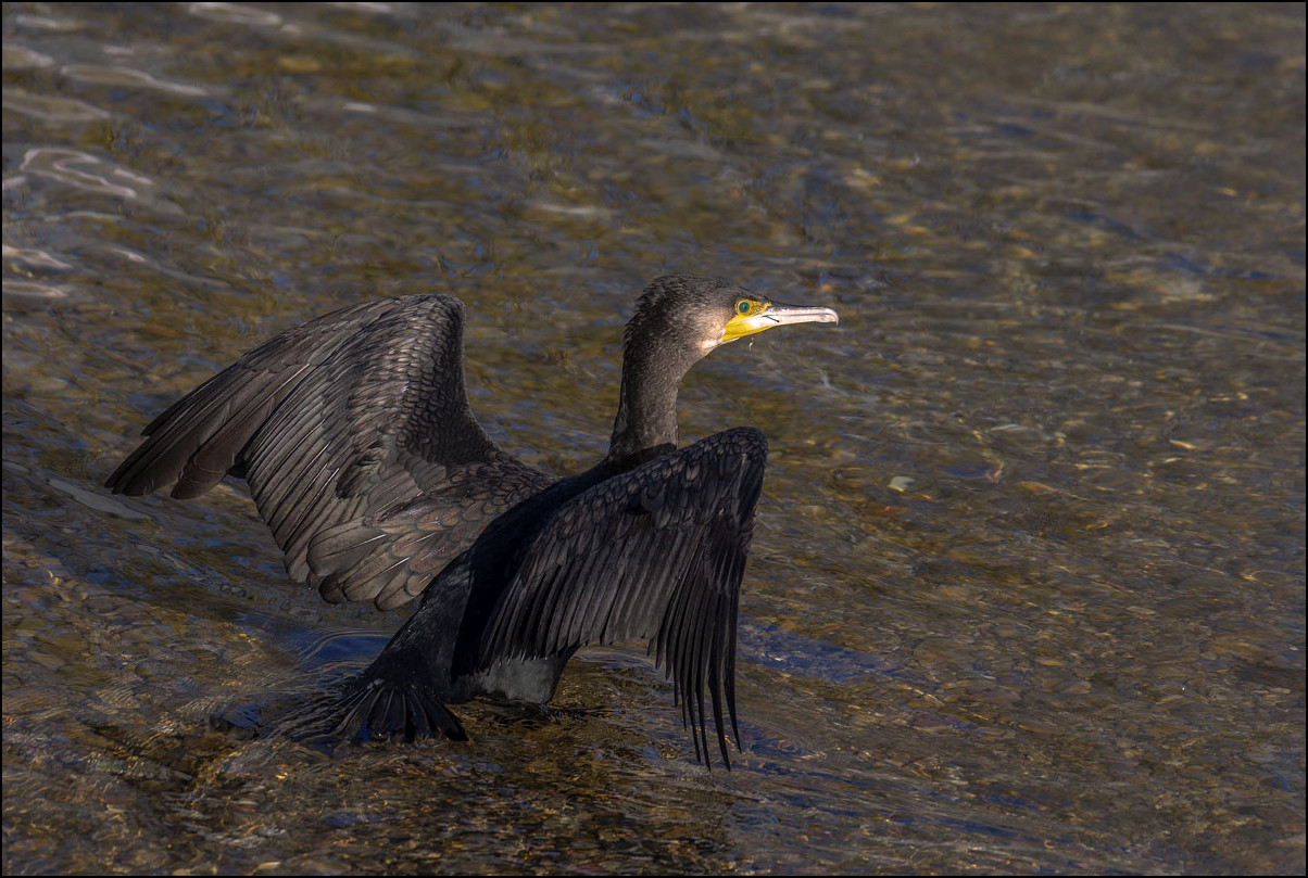 Cormoran photo et image | animaux, animaux sauvages, oiseaux Images ...