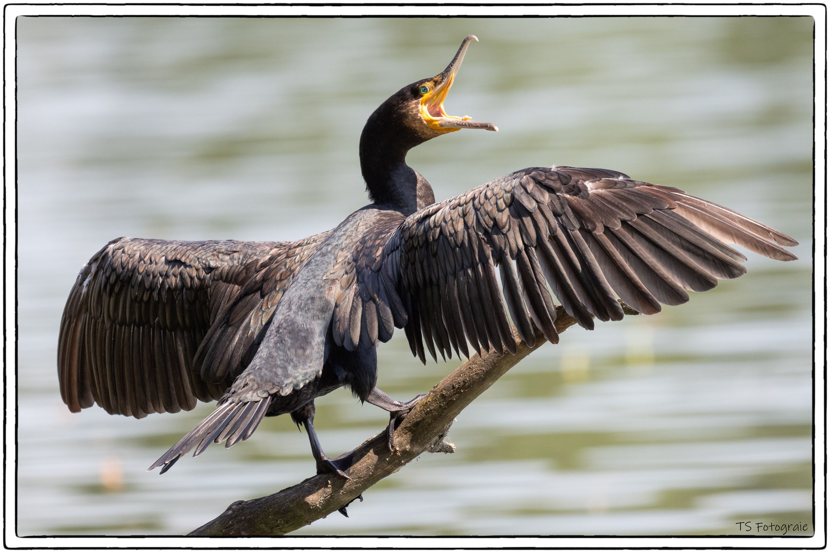 Cormoran Foto & Bild | tiere, wildlife, wild lebende vögel Bilder auf ...
