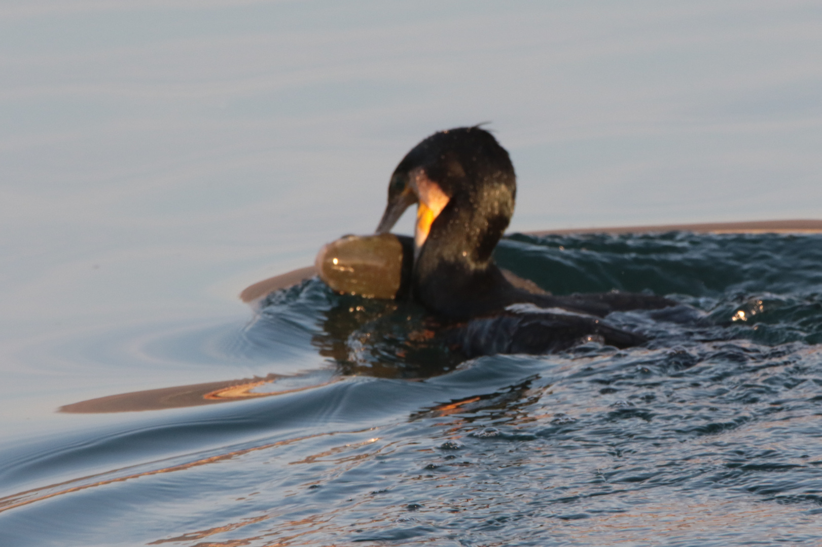 Cormorano Foto % Immagini| animali, natura, uccelli Foto su fotocommunity