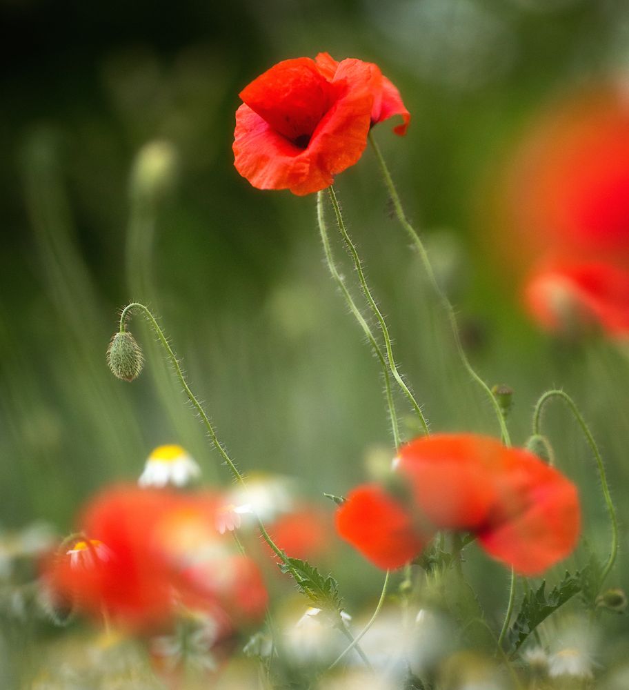Corn Poppy Foto & Bild | wiese, feld, natur Bilder auf fotocommunity