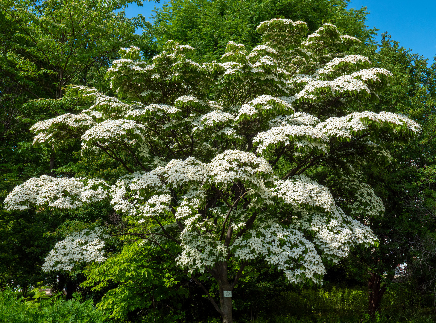 cornaceae Foto & Bild | dokumentation, bäume, baum Bilder auf fotocommunity