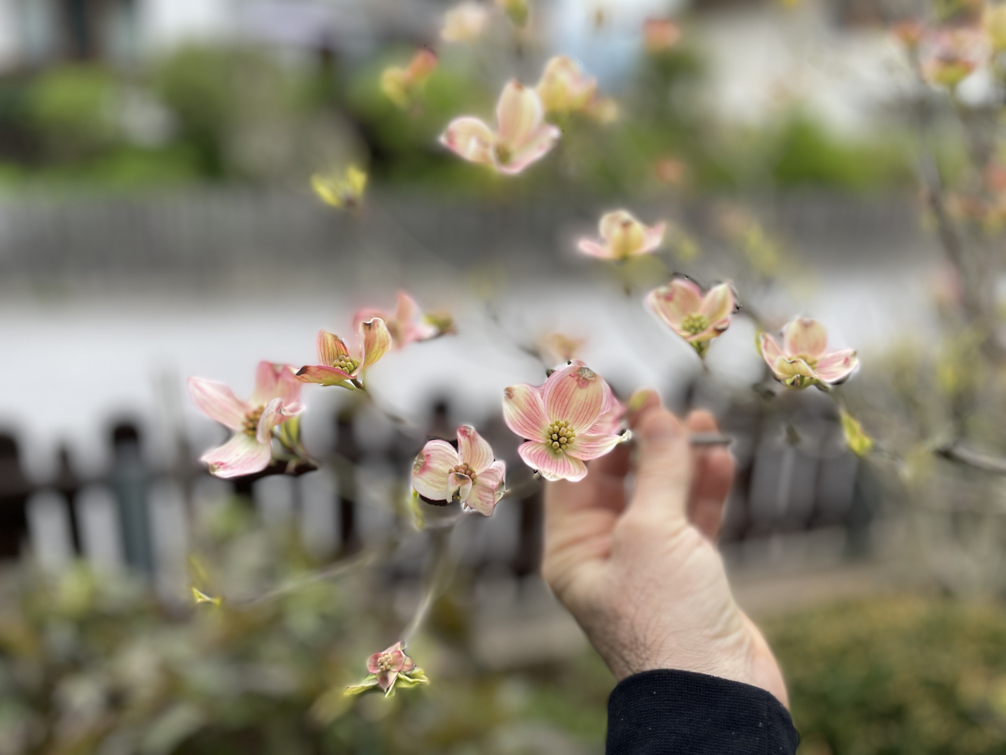 Cornus florida Pink Flame Foto & Bild | pflanzen, pilze & flechten ...
