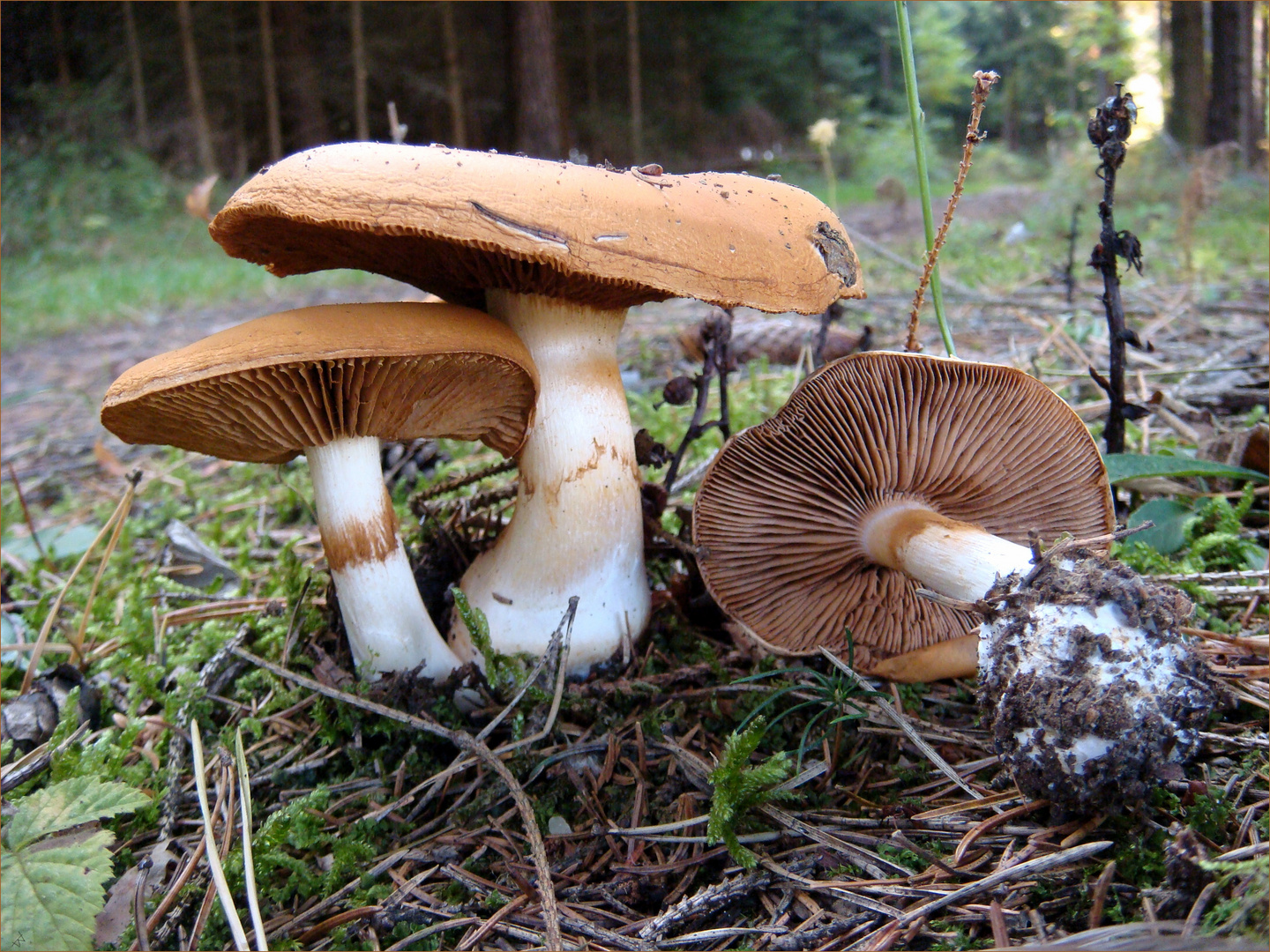 Cortinarius Foto & Bild | pflanzen, pilze & flechten, landschaft, pilze ...