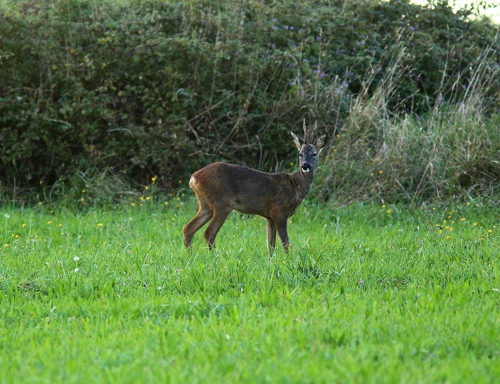 Corzo (2) Imagen & Foto | animales, animales salvajes, el mundo de los ...