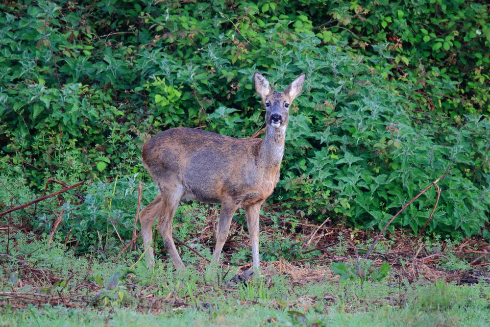 Corzo Imagen & Foto | animales, mar, naturaleza Fotos de fotocommunity