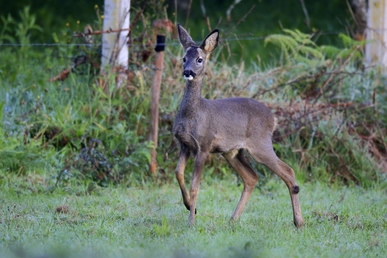 Corzo Imagen & Foto | animales, mar, naturaleza Fotos de fotocommunity