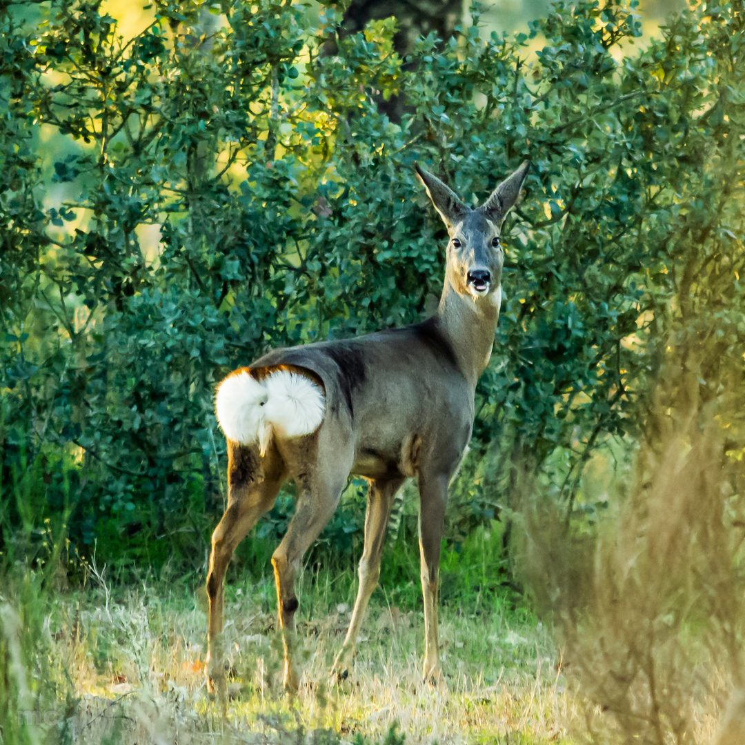 CORZO Imagen & Foto | animales, animales salvajes, nature Fotos de ...