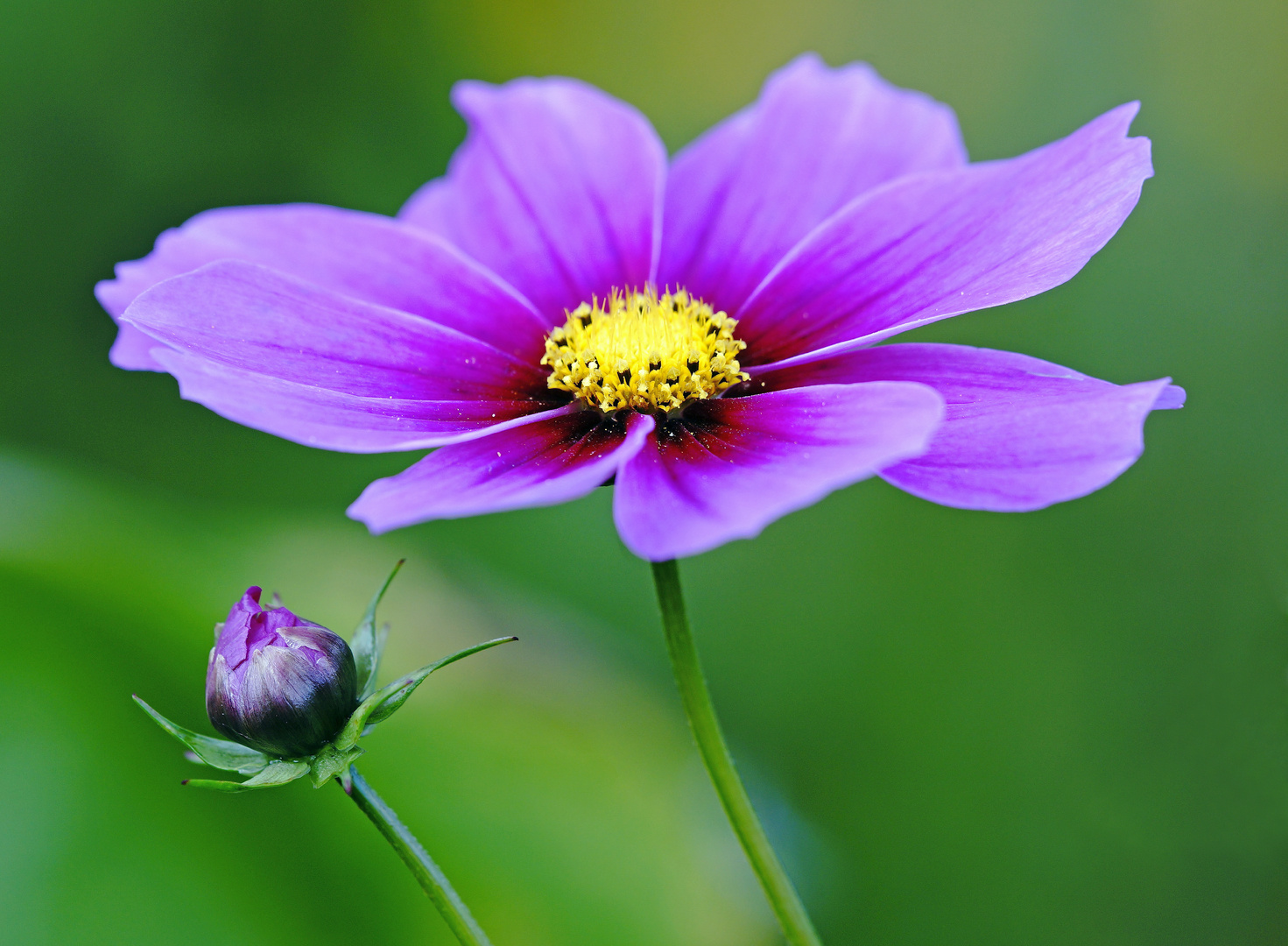 Cosmea Foto & Bild | fotokunst, color fine art, art Bilder auf ...