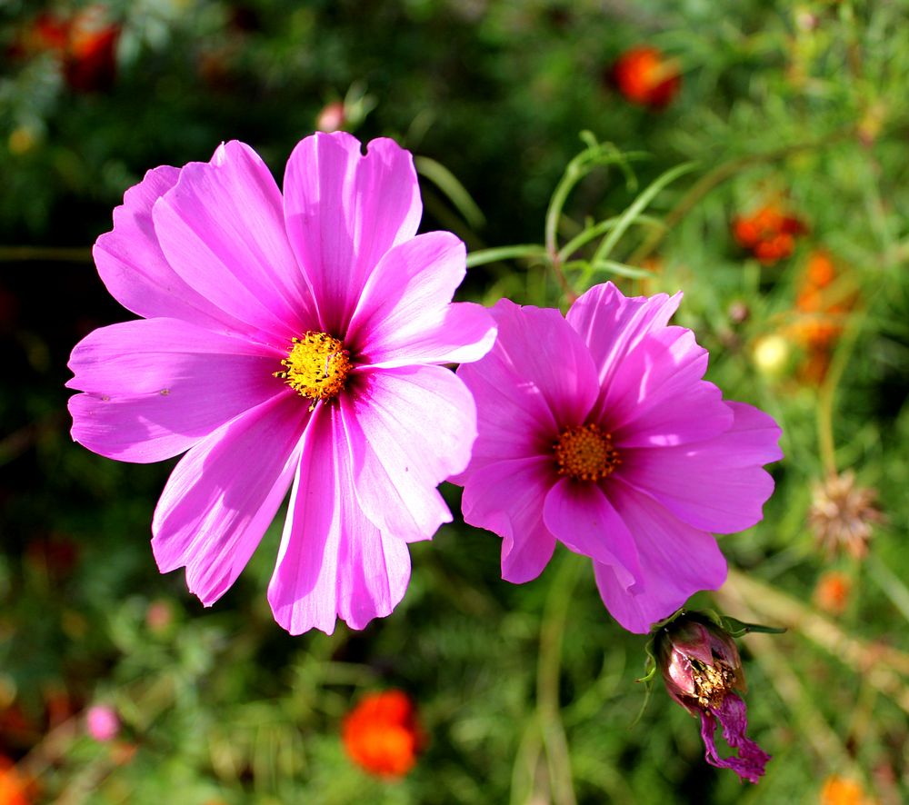 Cosmea ... Foto & Bild | september, flower, flowers Bilder auf ...