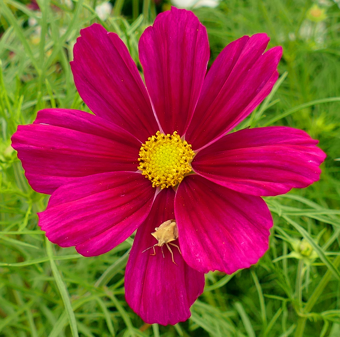 Cosmea Foto & Bild | pflanzen, pilze & flechten, blüten ...