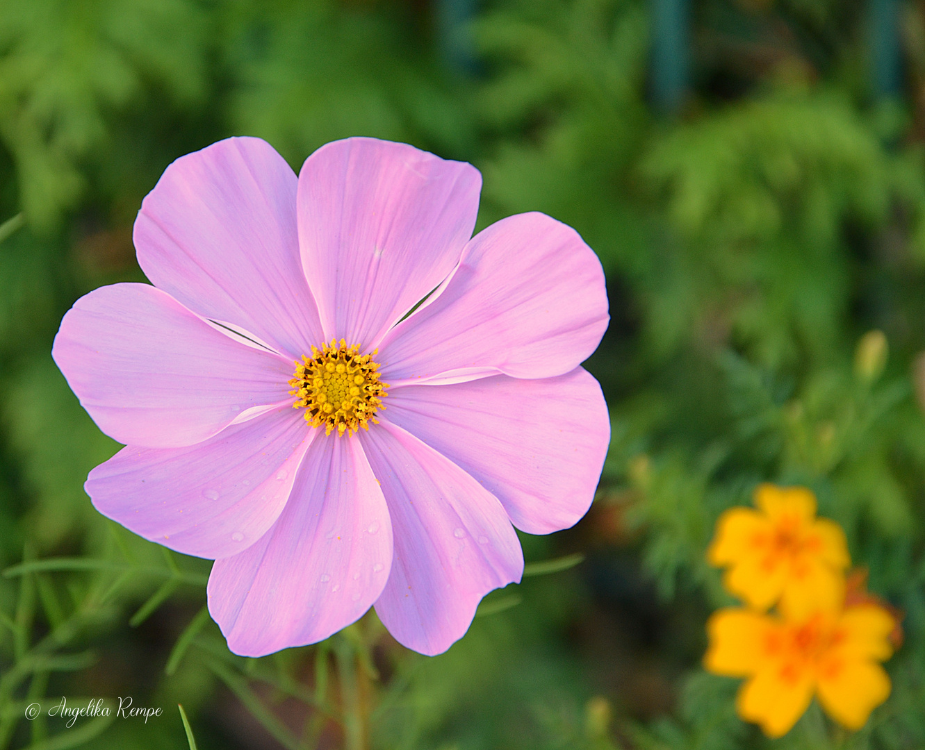 Cosmea Foto & Bild | landschaft, garten- & parklandschaften, nikon ...
