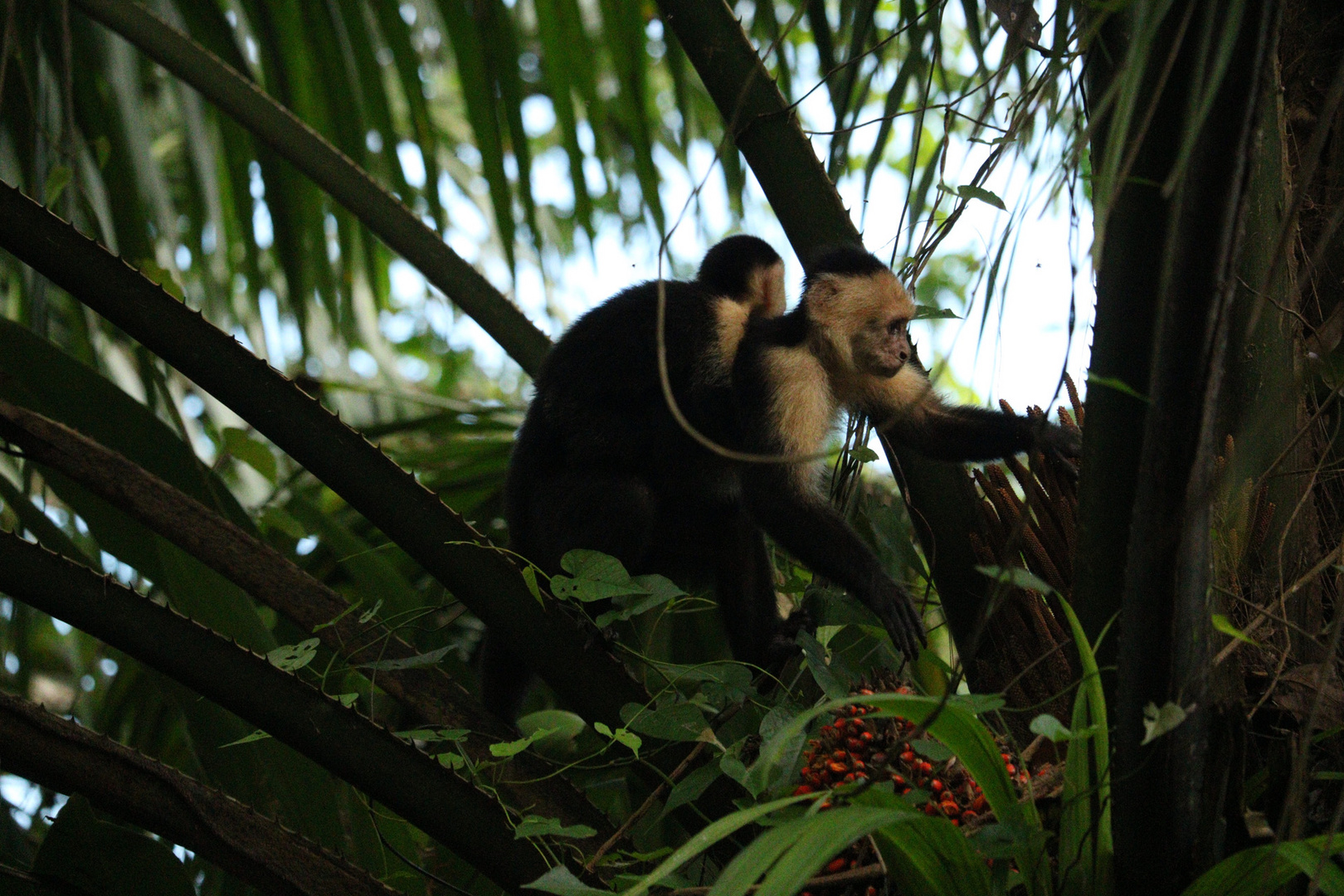 Costa Rica 22 | White-shouldered Capuchin mother with baby Foto & Bild ...