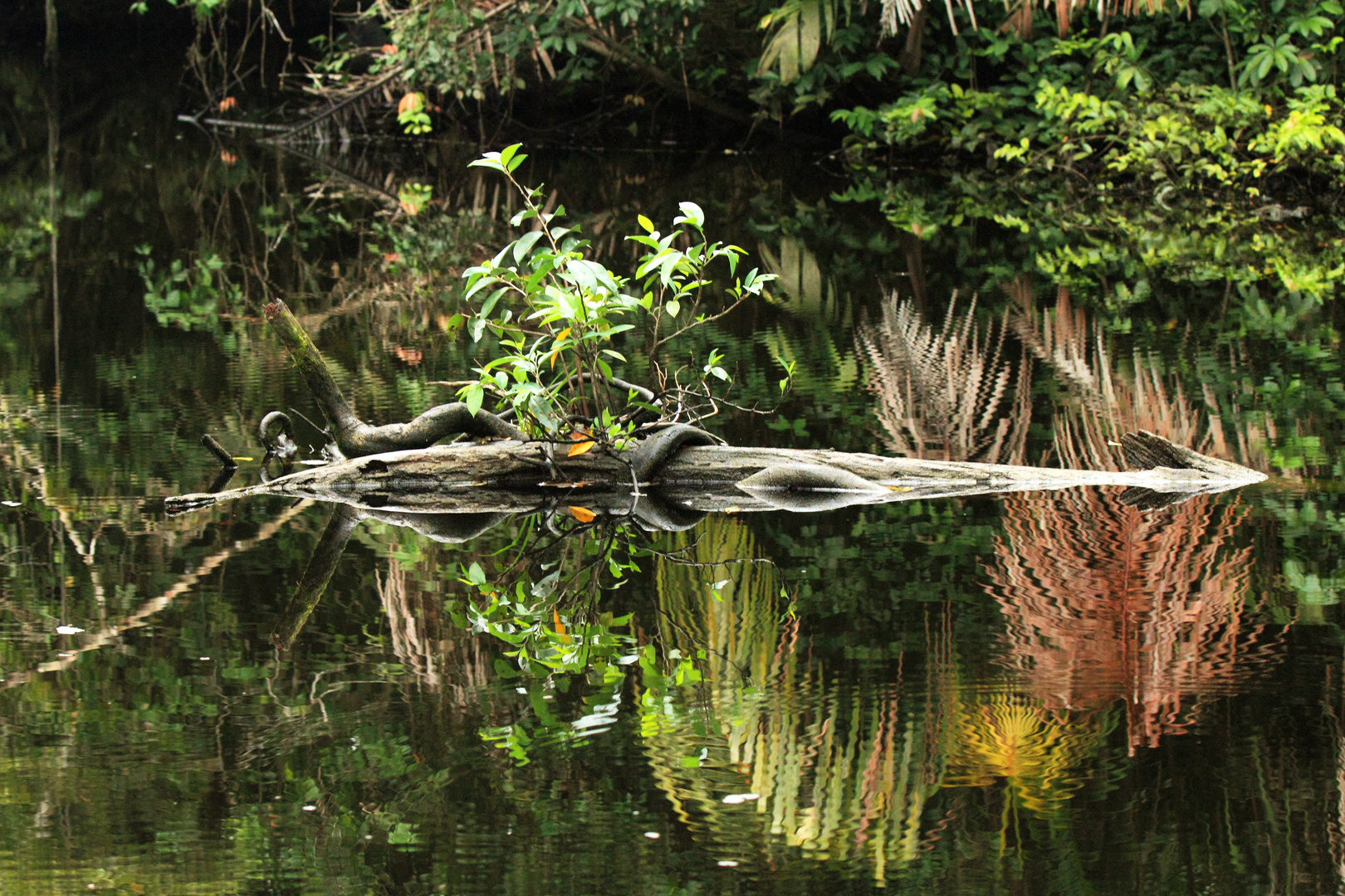 costa rica rain forrest Foto & Bild | archiv, a r c h i v aktuell ...