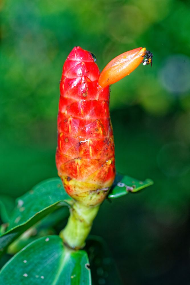 Costus Speciosus Foto & Bild | world, natur, pflanzen Bilder auf fotocommunity