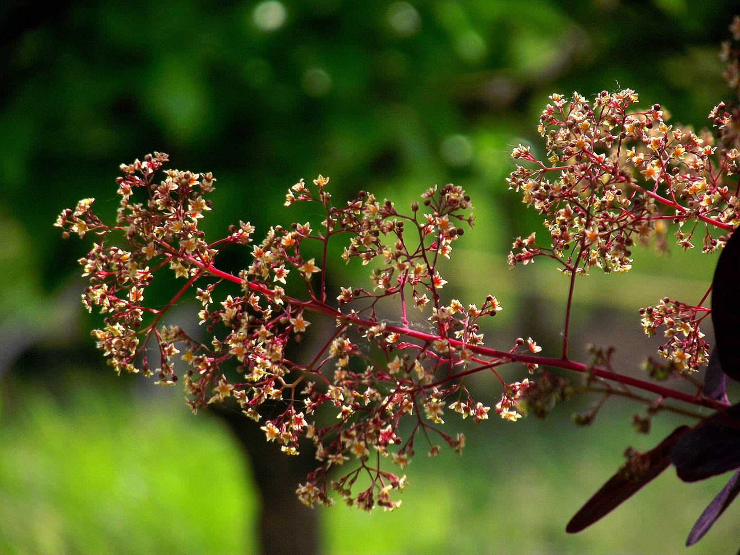 COTONUS EN FLEUR photo et image | les saisons, printemps, nature Images ...