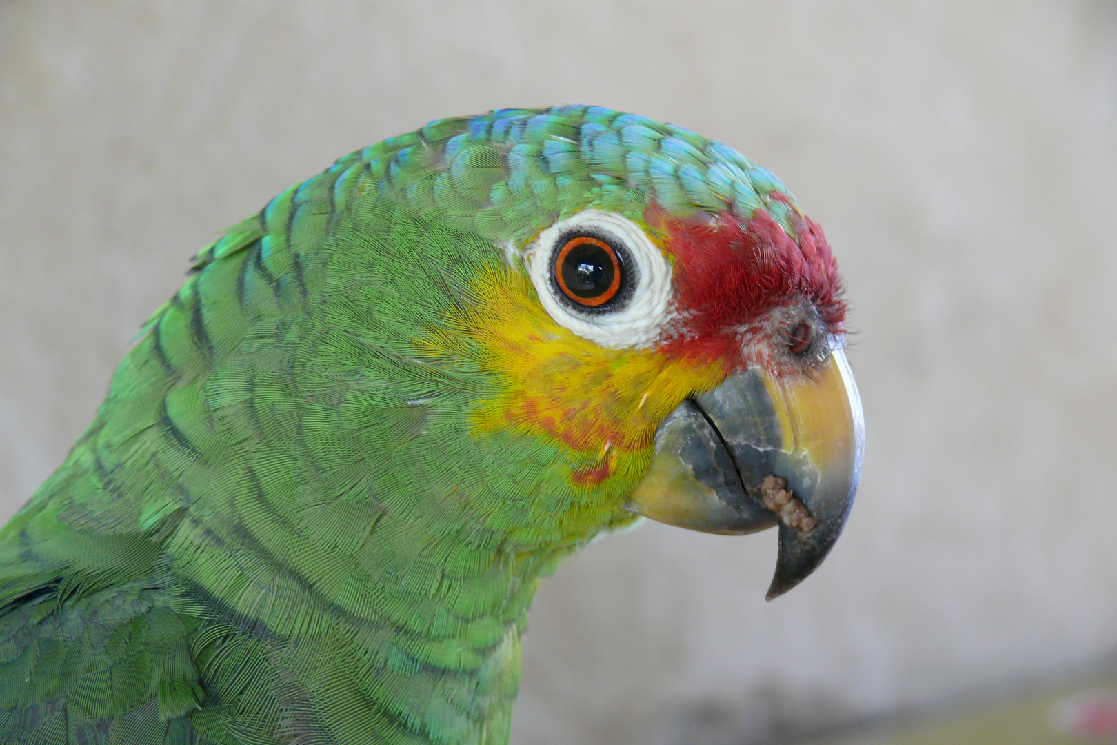 Cotorro Imagen & Foto | animales, aves, naturaleza Fotos de fotocommunity