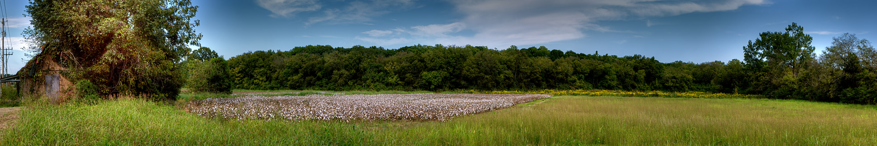 Cotton Field at Slaughter Road Foto & Bild | panorama, techniken ...