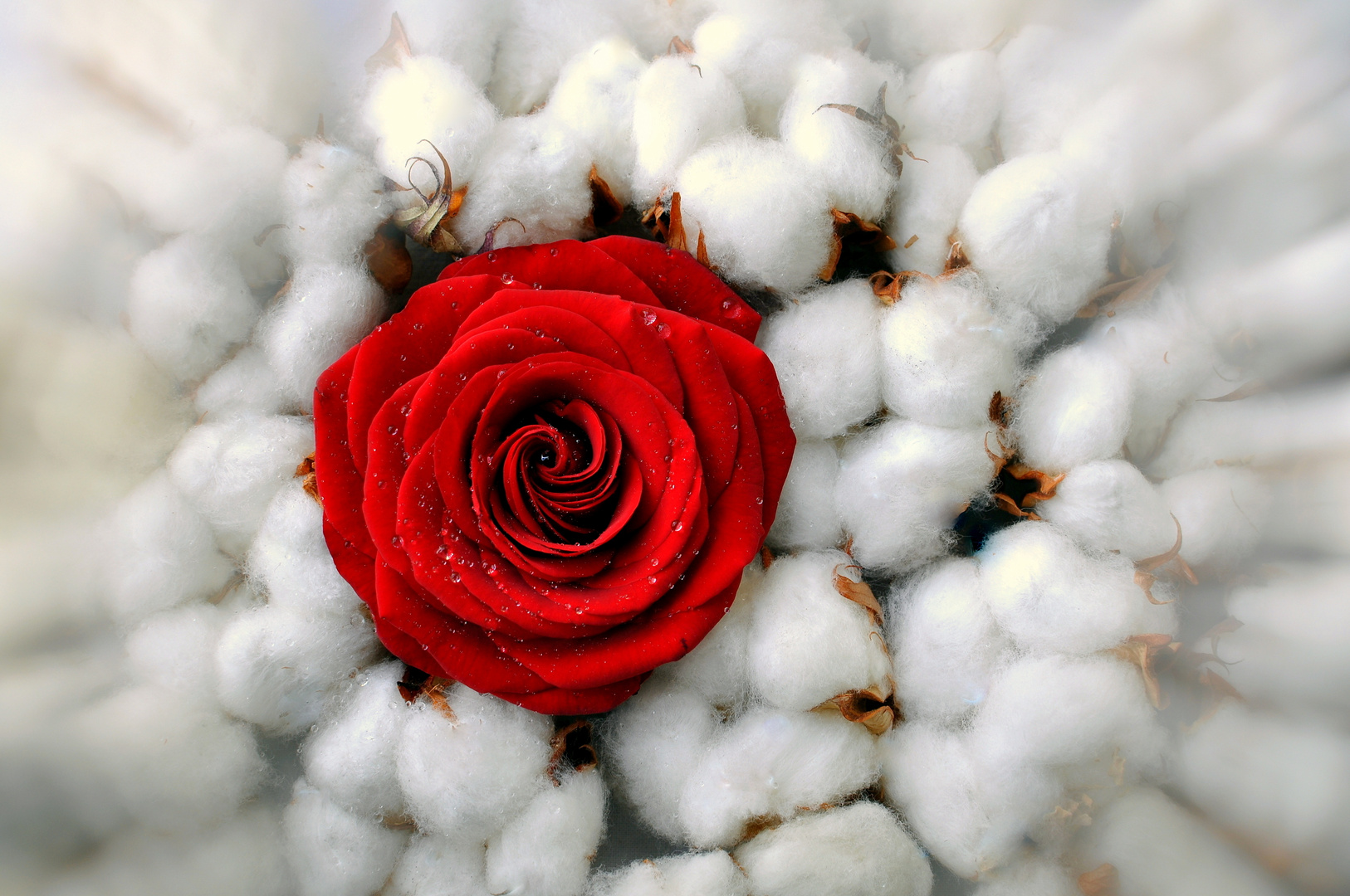 Cottonrose Foto & Bild | natur-kreativ, natur, sinnlich Bilder auf ...
