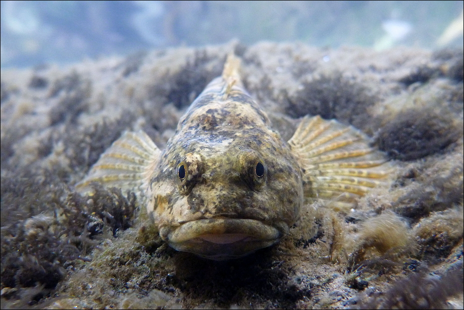Cottus gobio Foto & Bild | natur, tiere, wildlife Bilder auf fotocommunity
