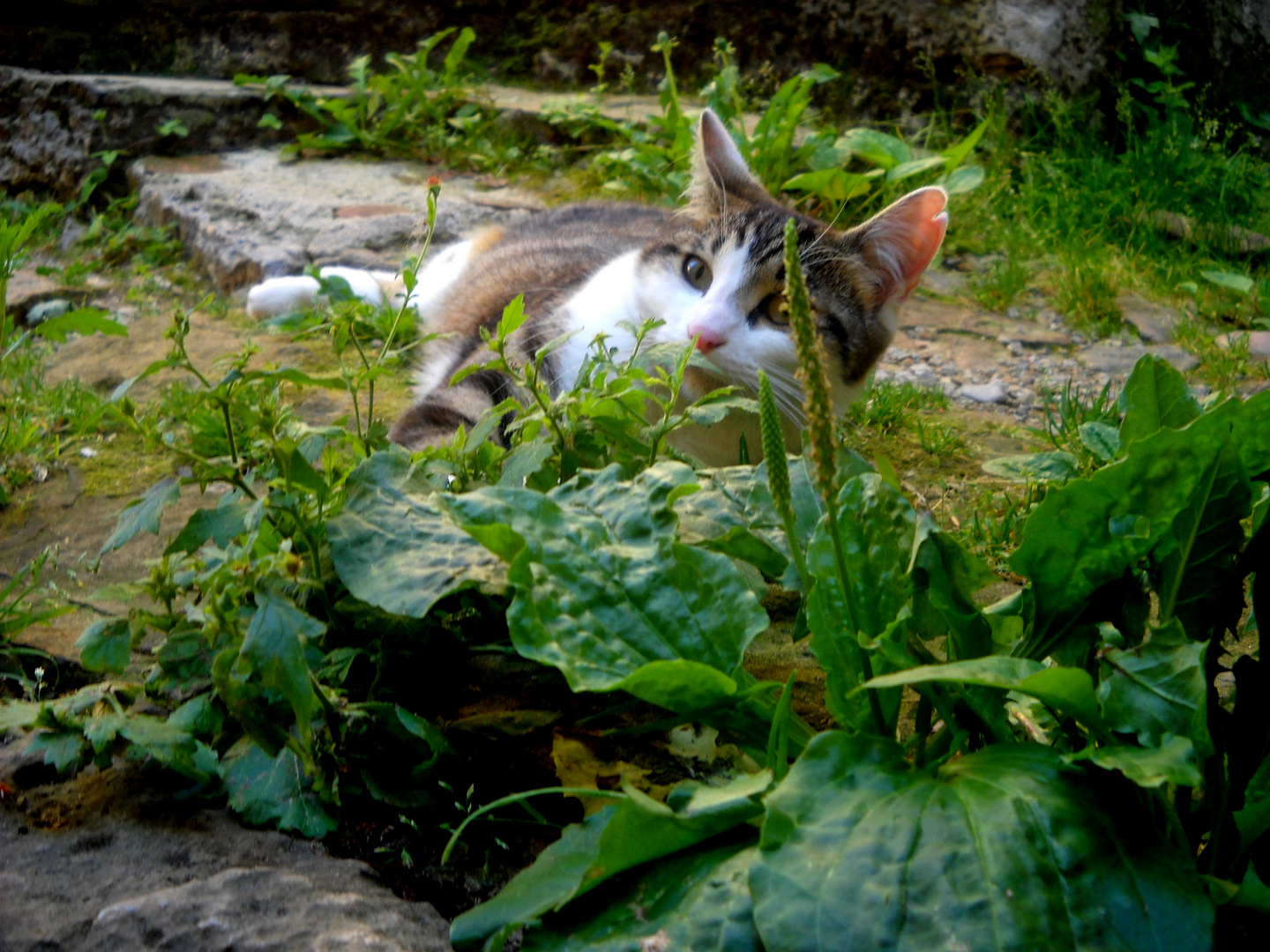 COUCOU !!!!! photo et image | animaux, animaux domestiques, chats ...