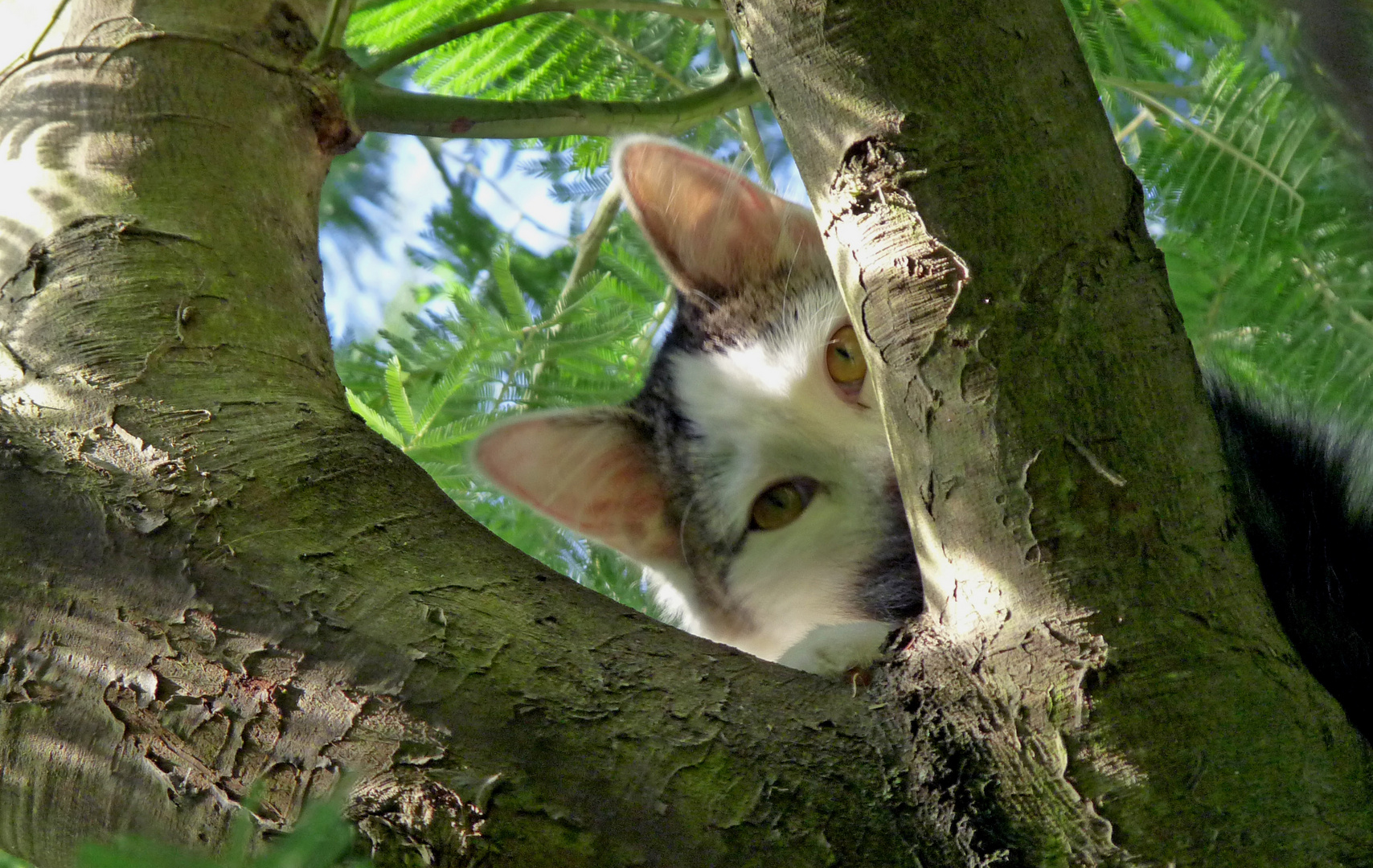 Coucou ! photo et image | animaux, animaux domestiques, chats Images ...